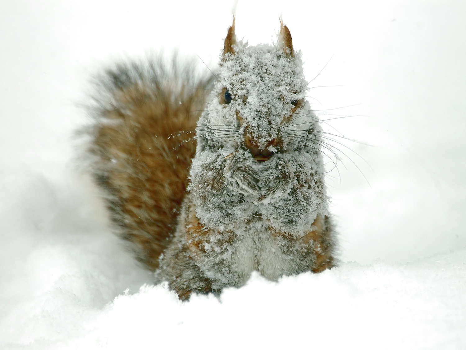 Do wild animals hate being cold in winter? | Popular Science