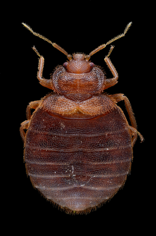 Using DNA to Track the Spread of Bedbugs | Popular Science