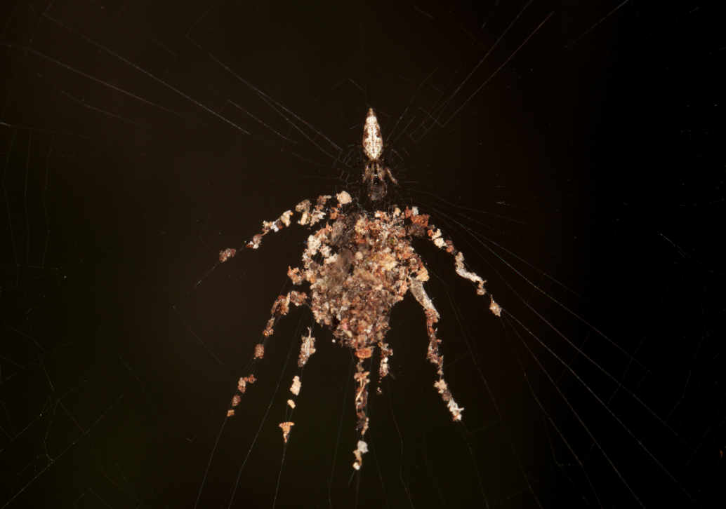 What I Learned Hunting Decoy-Weaving Spiders In The Amazon