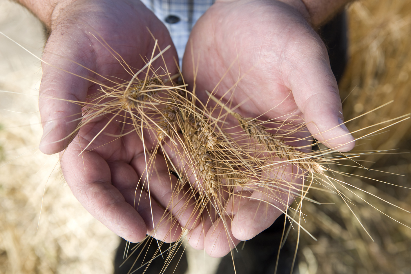 How Science Is Changing Your Thanksgiving Feast | Popular Science