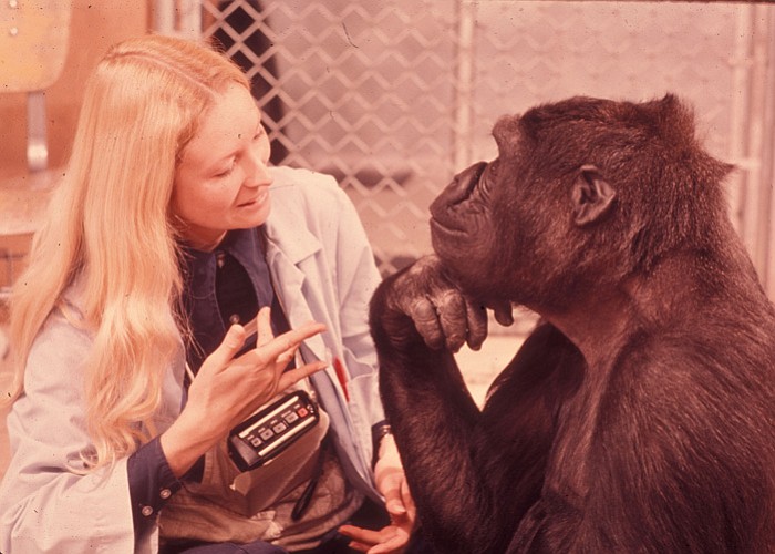 Koko, the beloved gorilla who communicated through sign-language, dies ...