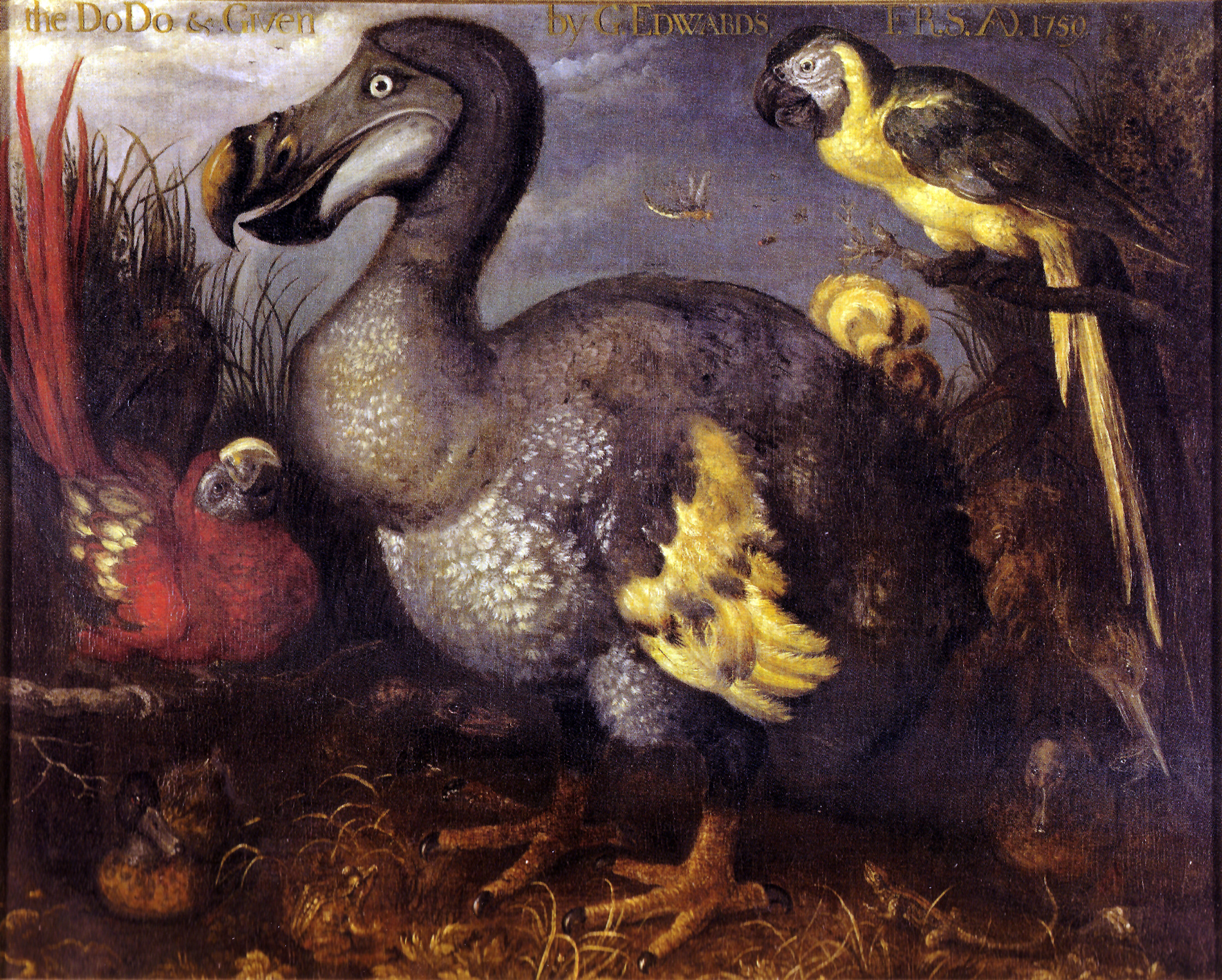 Dodos Were Actually Not That Dumb | Popular Science