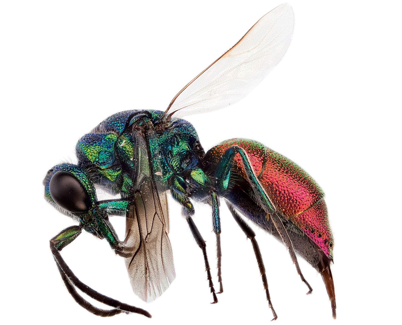 FYI: Do Insects Have Personalities? | Popular Science