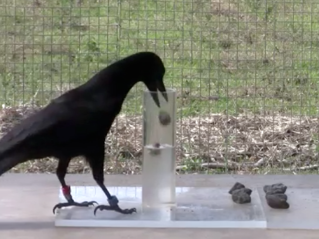 Video: Aesop-Inspired Study Shows Crows Can Be As Smart As Human Children