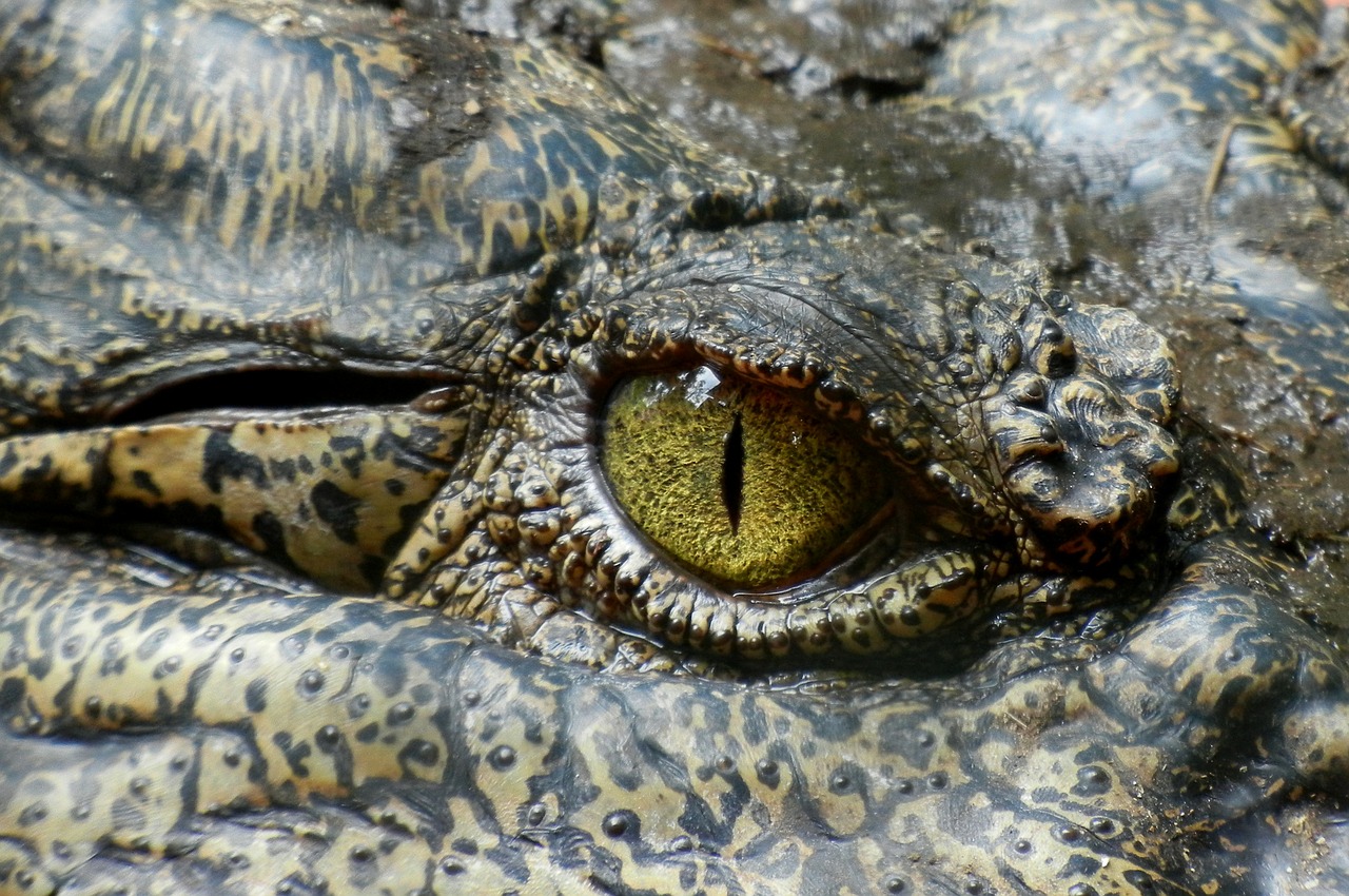 Do You Have Horizontally Slit Pupils? You Might Be A Prey Animal