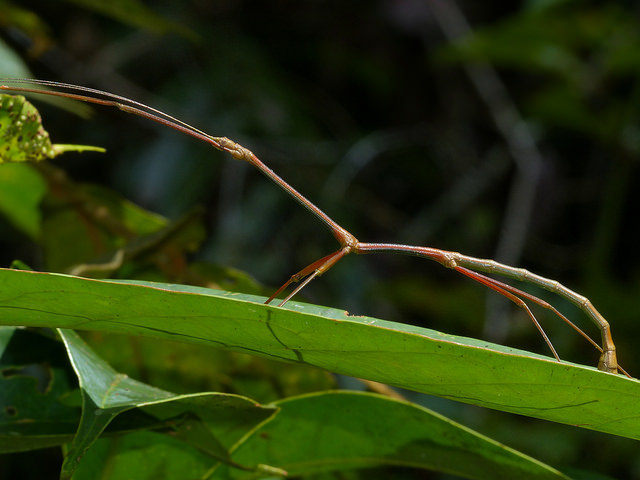 What animal has the craziest camouflage? | Popular Science