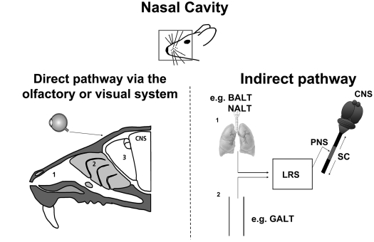 Could Scientists Really Create a Zombie Virus | Popular Science