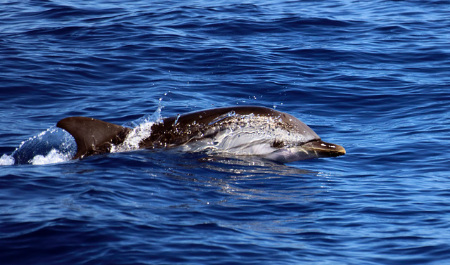 Supercharged blood helps some dolphins dive 1,000 meters | Popular Science