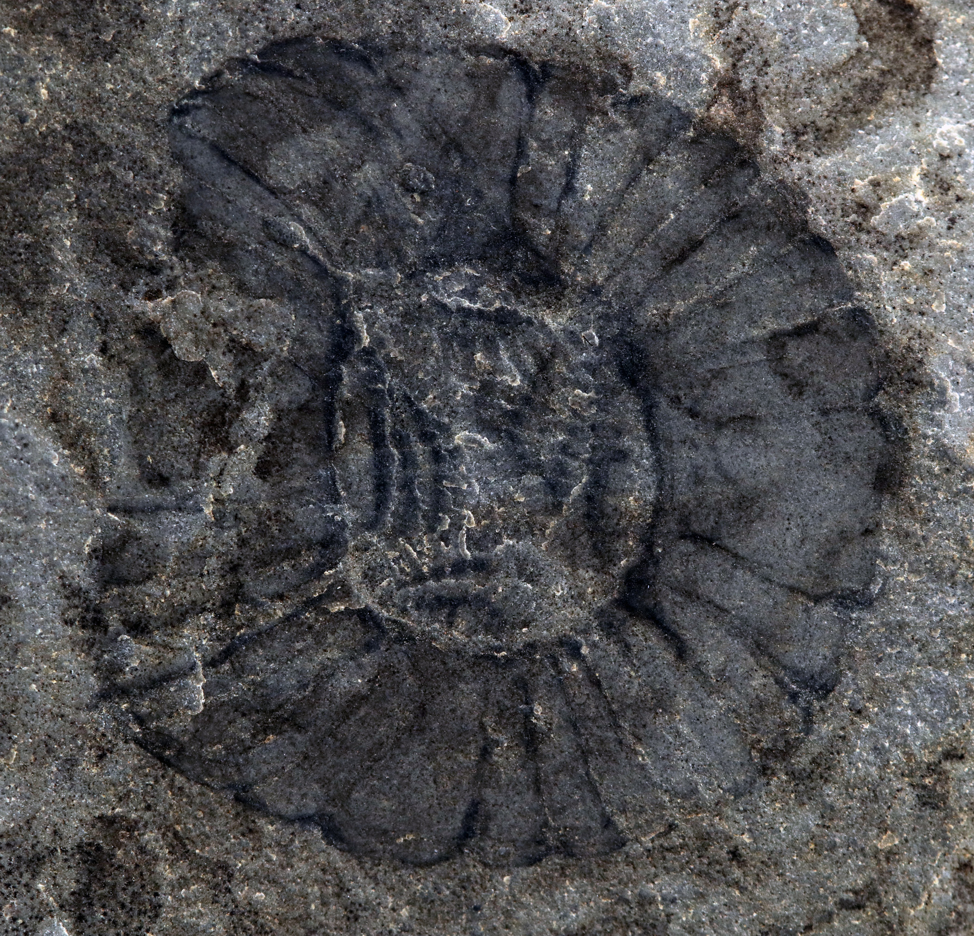 This ancient predator had claws like rakes and a body like a spaceship