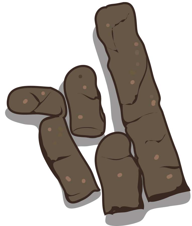 Eleven animals you can identify by their poop | Popular Science