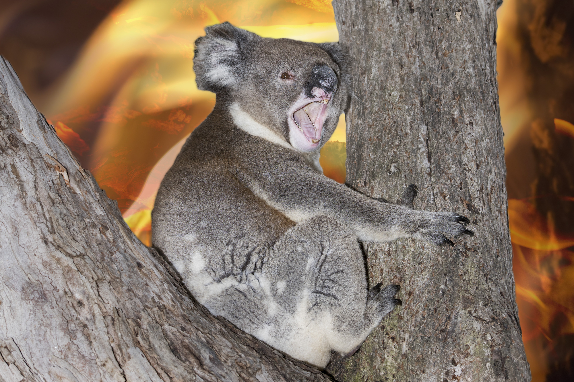 Australia’s horrific fires may permanently change the country’s landscape