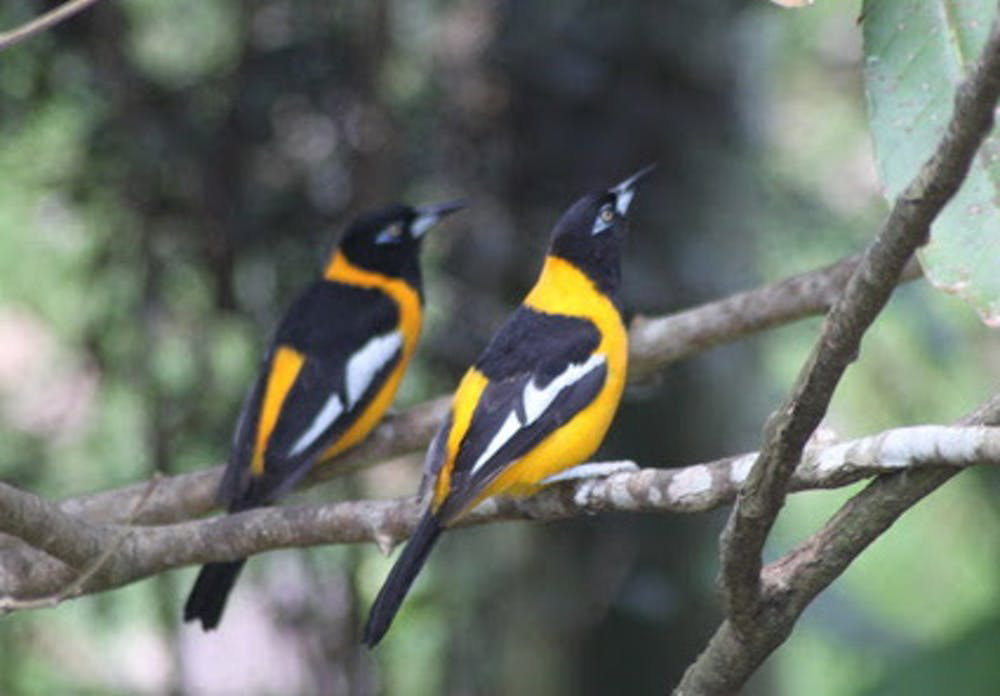 Few people knew female birds had unique songs—until women started ...