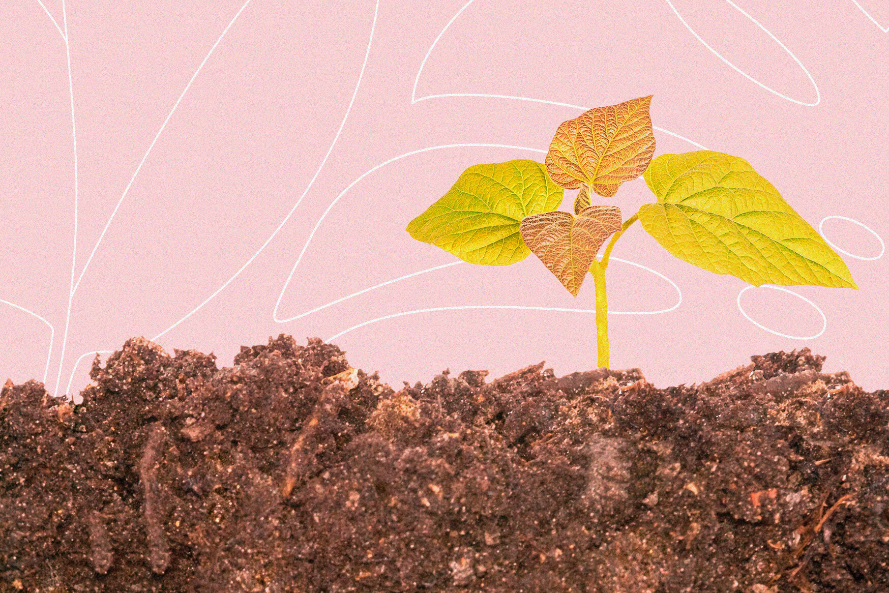 How to make sure your dirt isn't hurting your plants | Popular Science