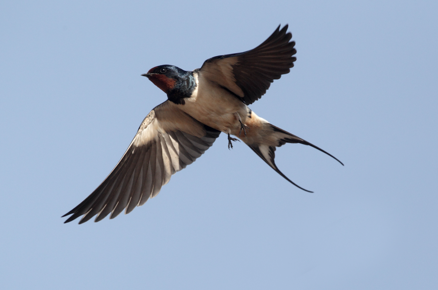 Which birds spread bacteria to produce? | Popular Science