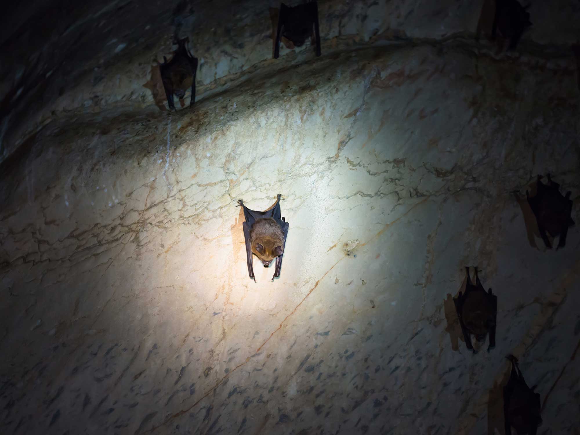 Nuclear war inspired peacetime ‘gamma gardens’ | Popular Science