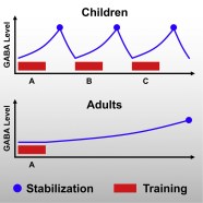 Kids Are Fast Learners this Mechanism Could Be Why Popular Science Kids Are Fast Learners this Mechanism Could Be Why Popular Science