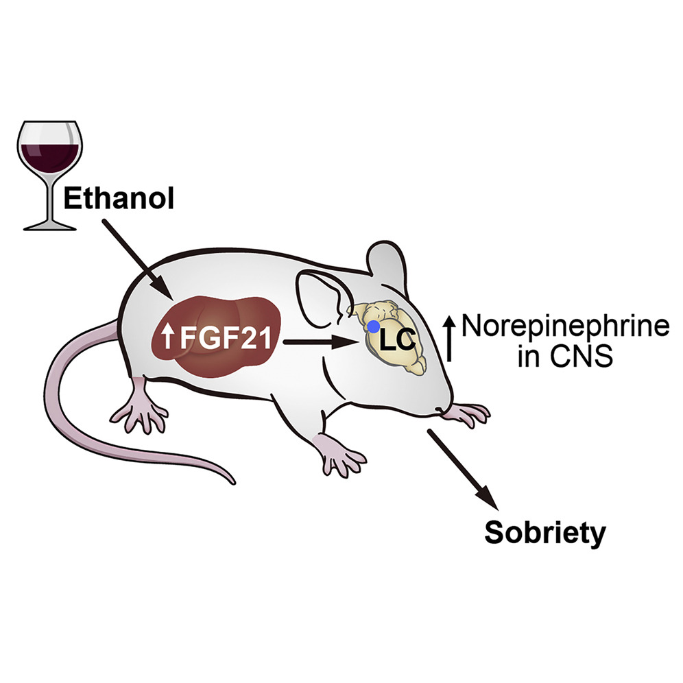 Hormone shots help drunk mice sober up | Popular Science