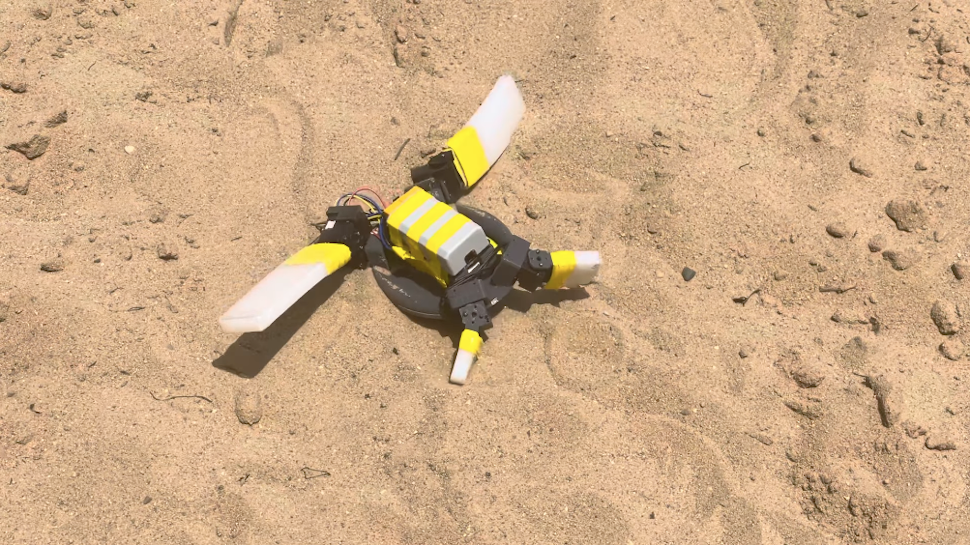 This turtle robot is designed to lead baby sea turtles to safety ...