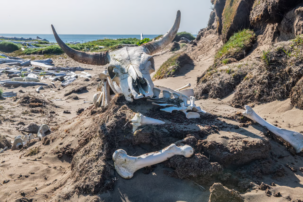 Feral cows took over a remote Alaskan island | Popular Science
