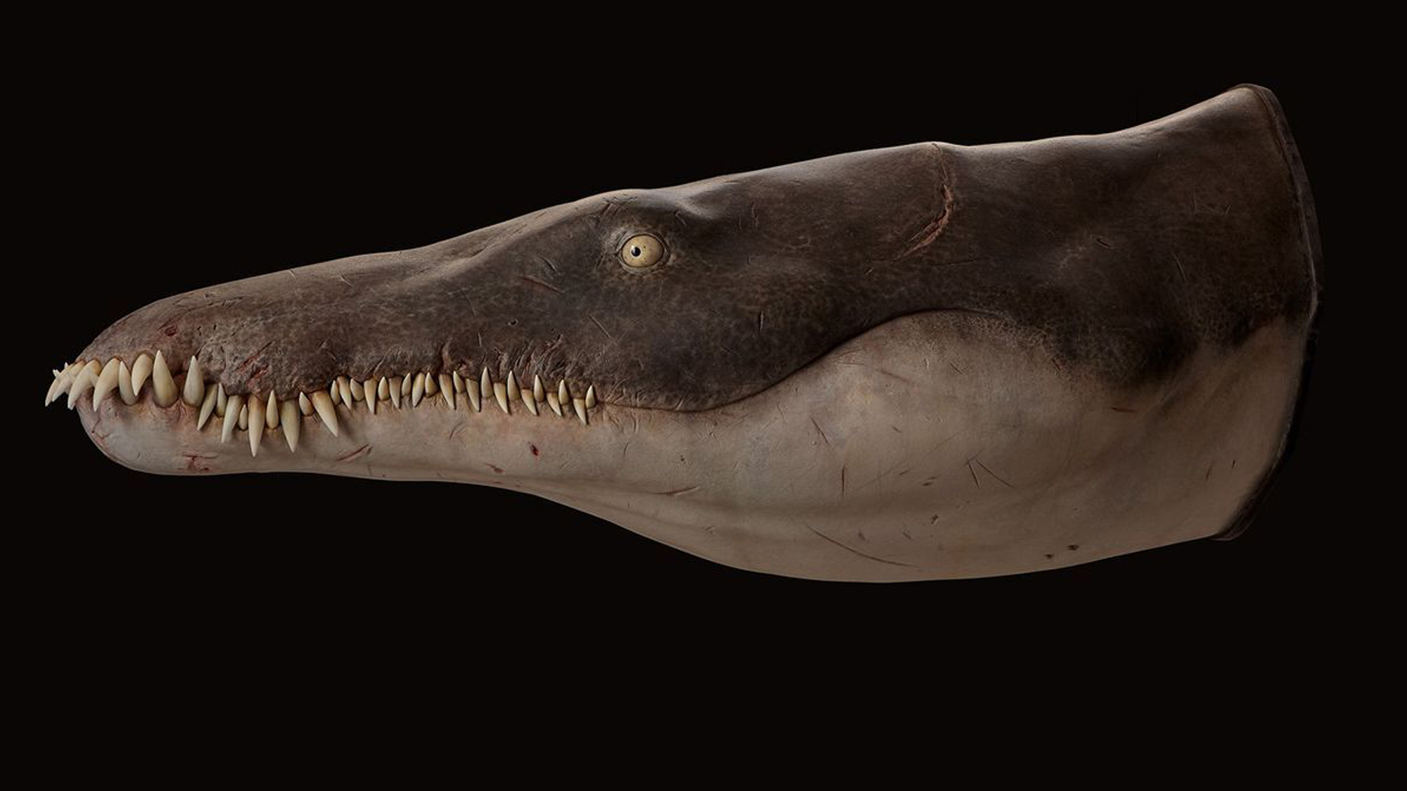 This Jurassic-era 'sea murderer' was as big as a giraffe | Popular Science