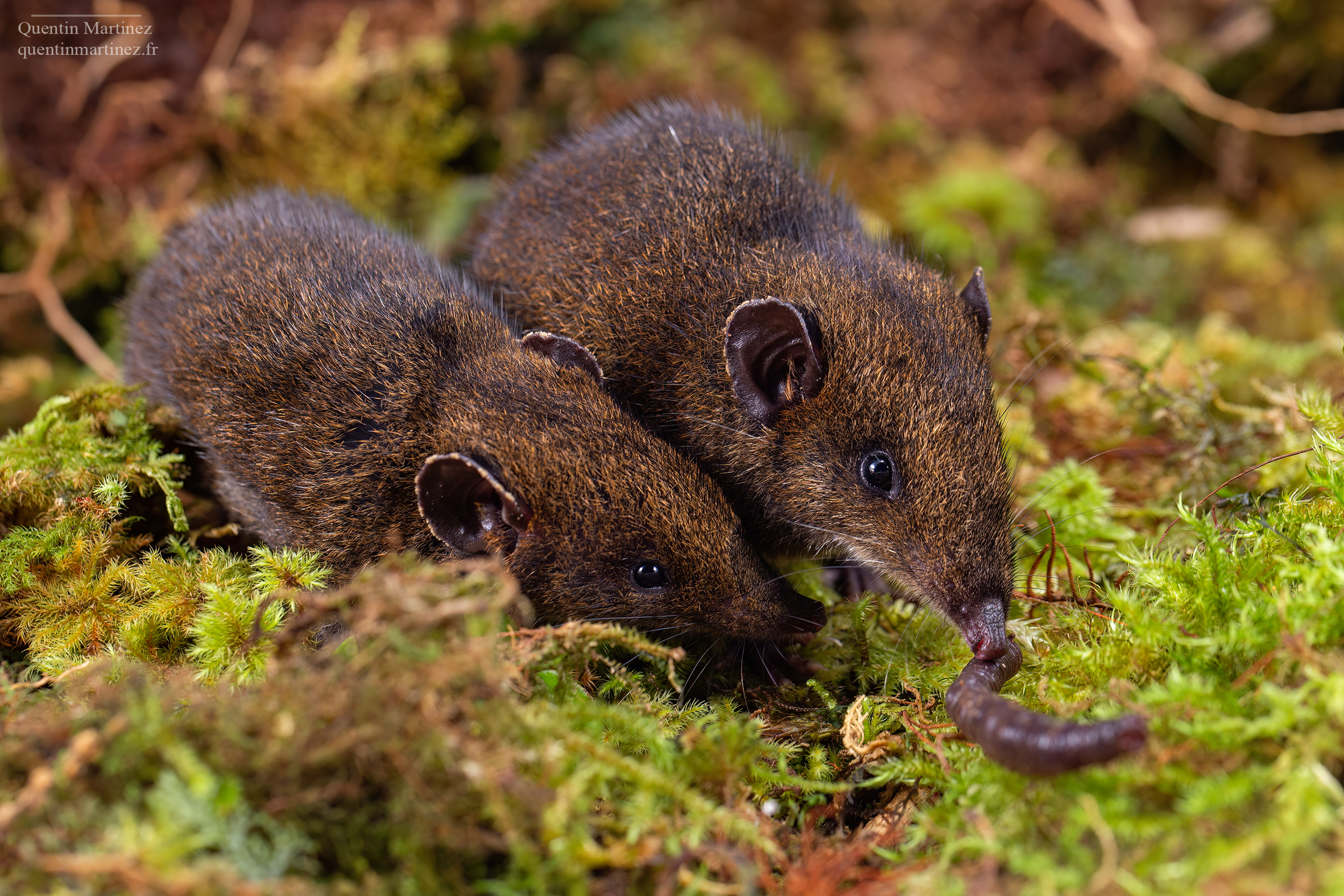 Five new species of soft-furred hedgehogs have been identified ...