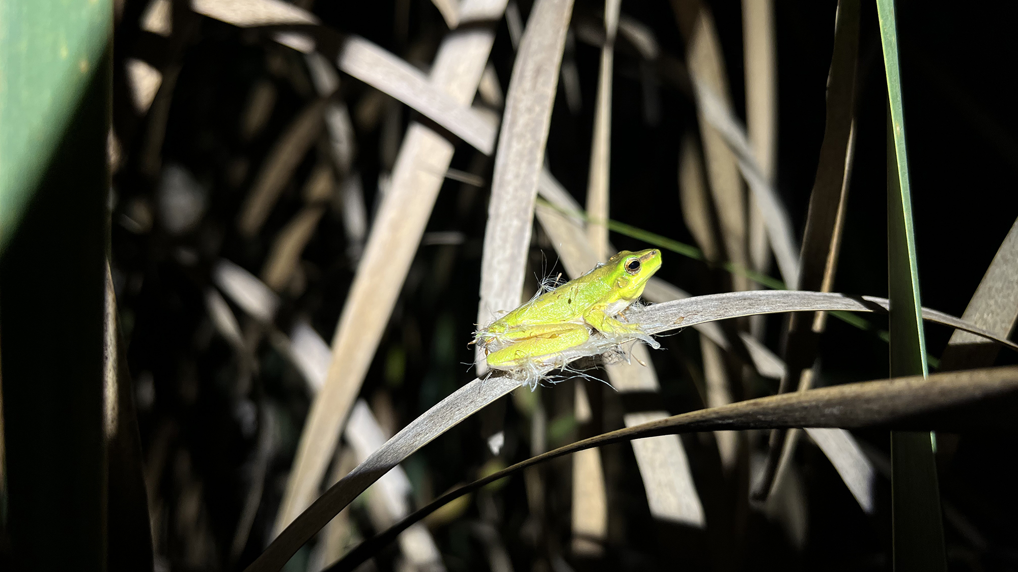 These Australian frogs get absolutely covered in seeds | Popular Science
