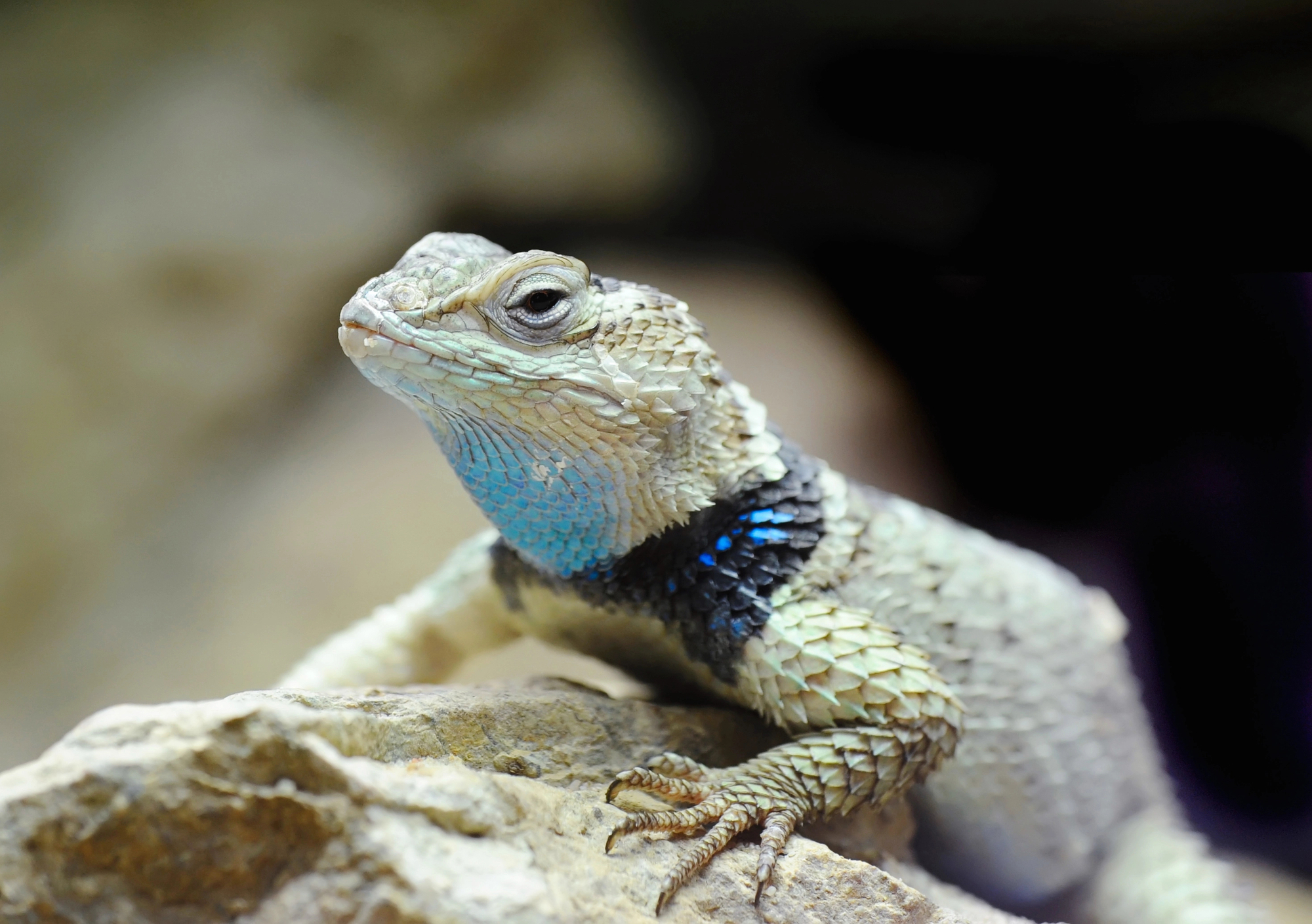 Why small, scary, and 'non-charismatic' lost species are harder to ...