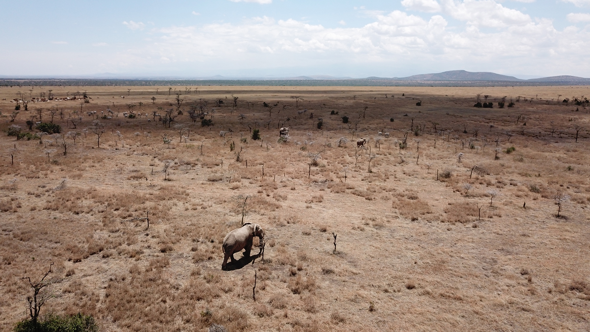 Invasive ants leave lions scrambling for prey on the savannah in an ...