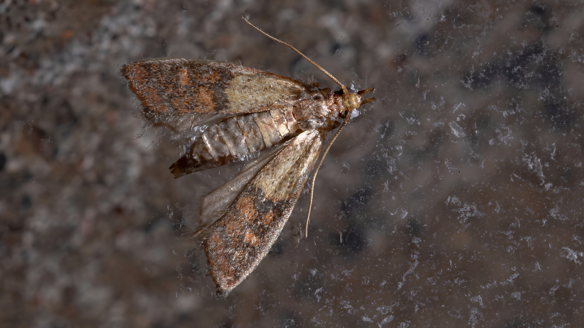 The grain moths have finally reached Antarctica | Popular Science
