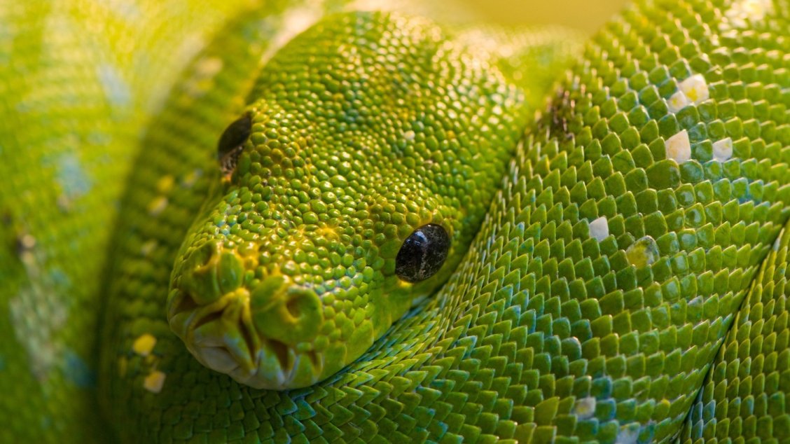 Why doesn’t Ireland have snakes? | Popular Science
