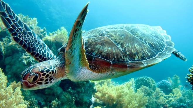 Another Reason Not To Eat Sea Turtles: Antibiotic-Resistant Bacteria