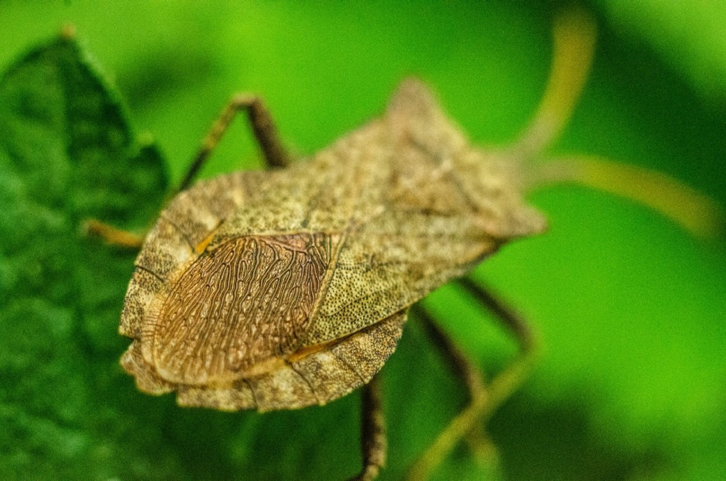 DIY bug traps for fruit flies, mosquitoes, and stink bugs | Popular Science