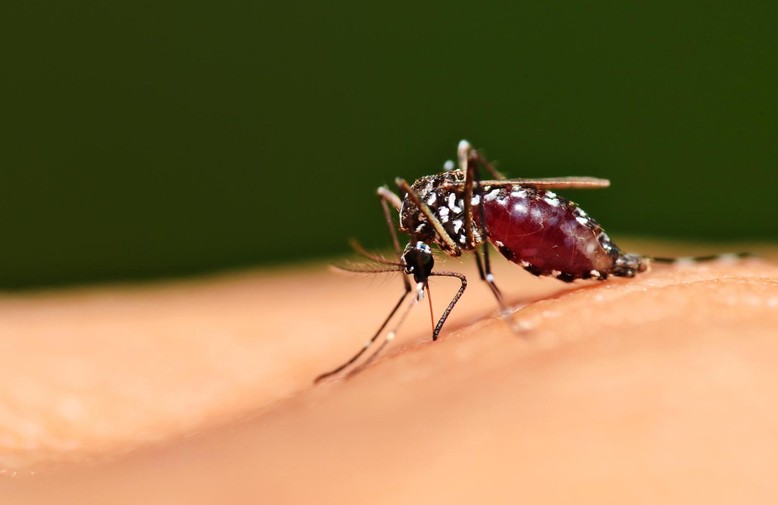 Mosquitoes evolved to fly away with a belly full of your blood—without ...