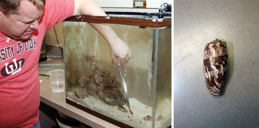 Finding opioid alternatives in cone snail stings