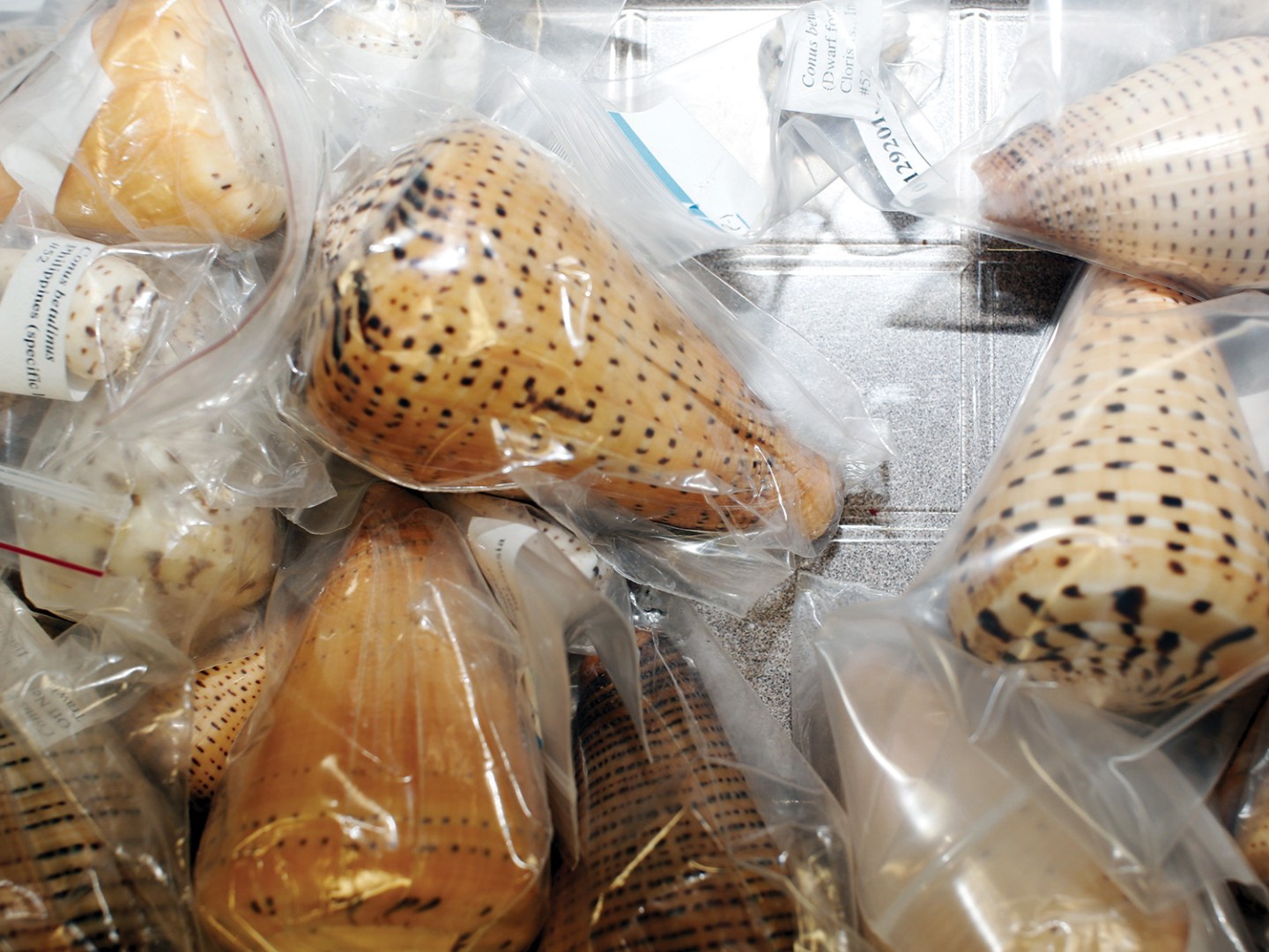 Finding opioid alternatives in cone snail stings