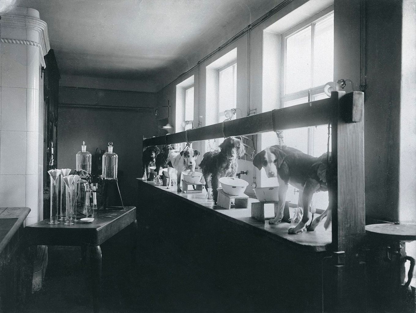 These 1950s experiments showed us the trauma of parent-child separation ...