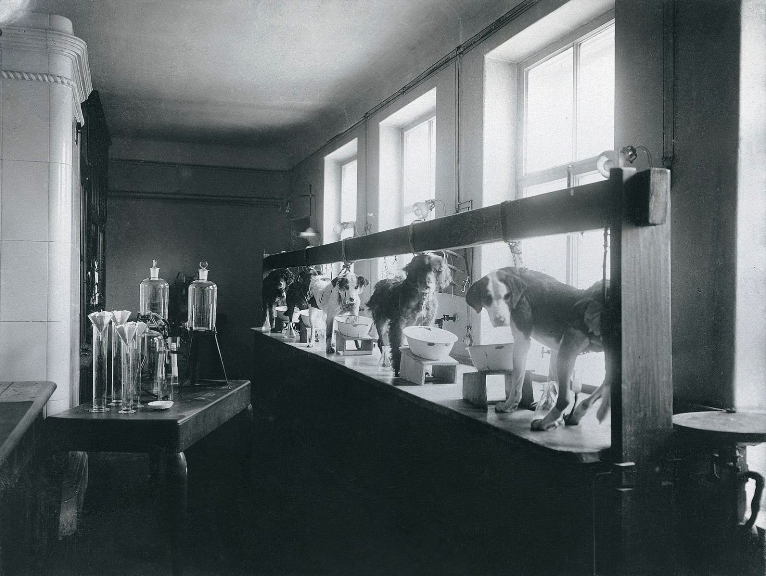 These 1950s experiments showed us the trauma of parent-child separation ...