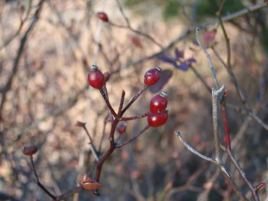 13 edible plants you can still find in the winter
