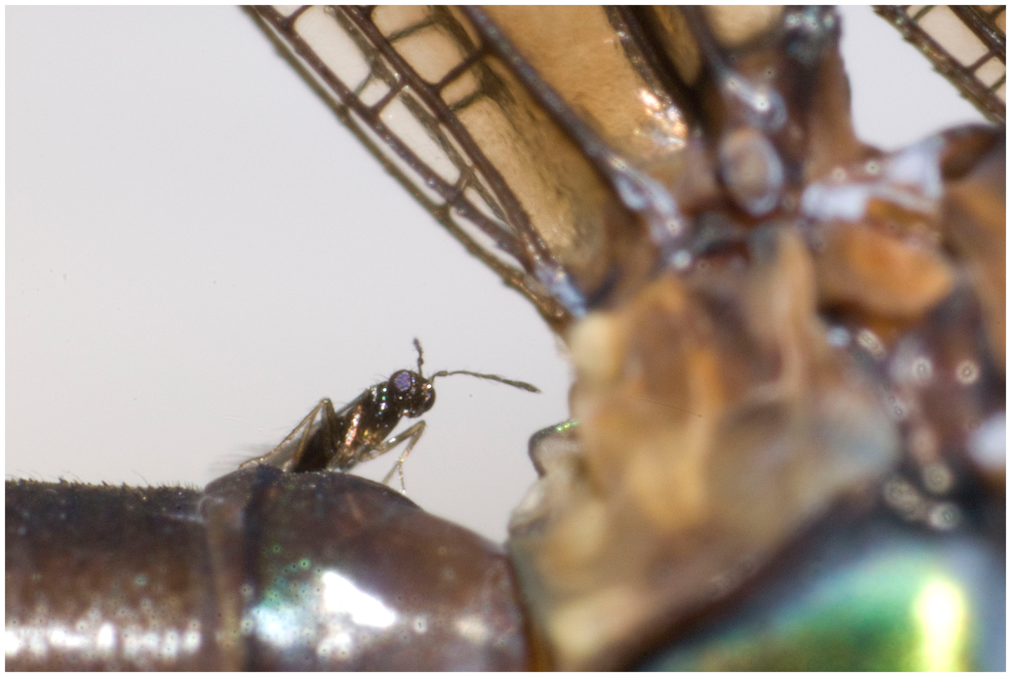 Toads on a python, and five other animals hitching rides on bigger animals