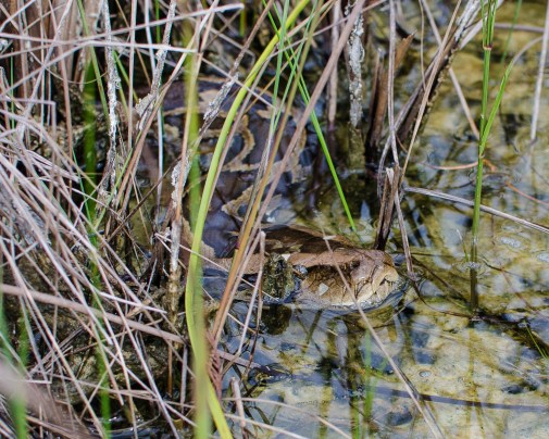 Pythons are invading Florida. Meet the scientists fighting back.