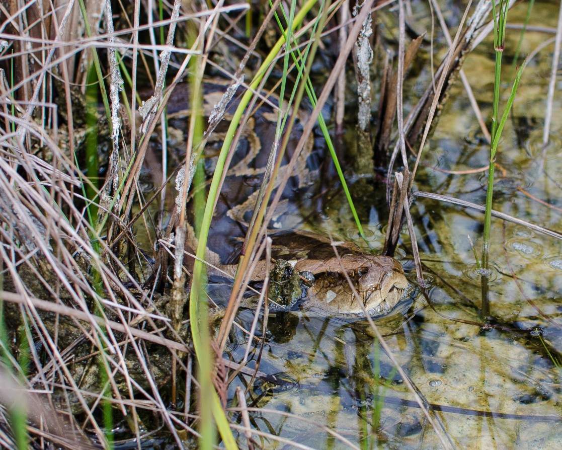 Pythons are invading Florida. Meet the scientists fighting back.