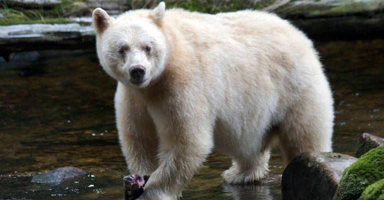 Ranking the Types of Bear Species