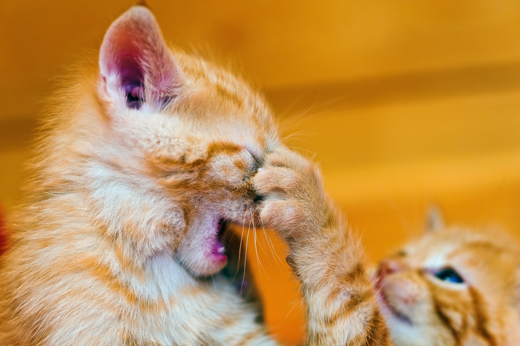 Sorry, Cat Haters, Science Isn't On Your Side