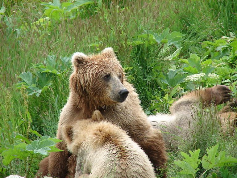 Ranking the Types of Bear Species