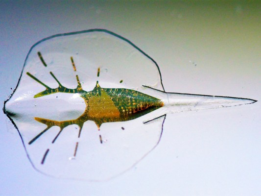 A Bio-Hybrid Stingray Robot Powered By Rat Muscle