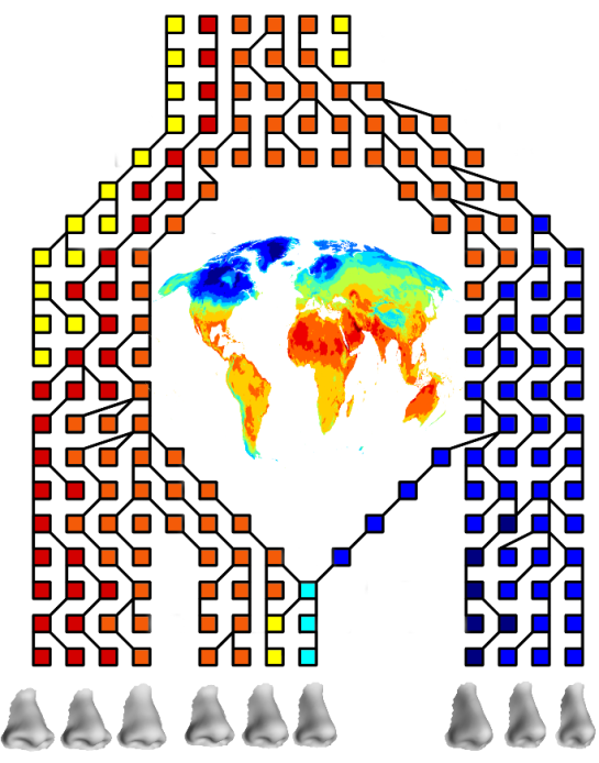 Climate may have shaped the evolution of the human nose