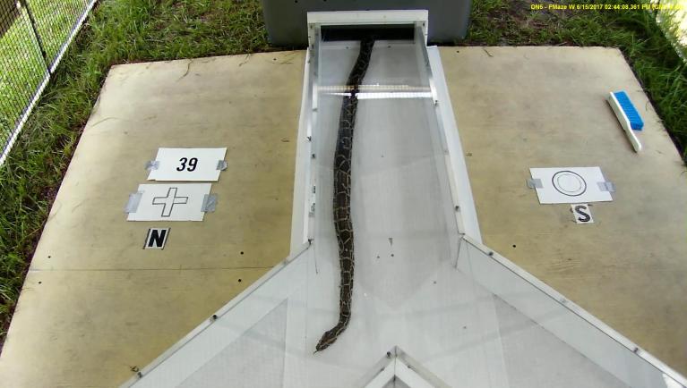 Pythons are invading Florida. Meet the scientists fighting back.