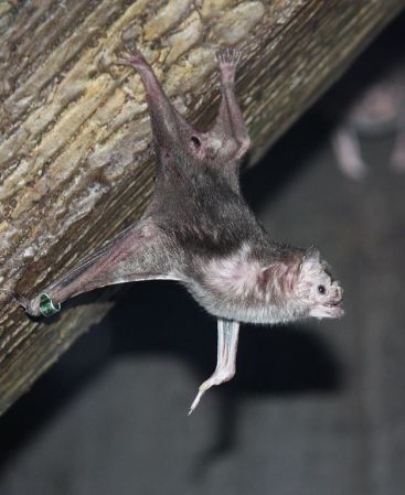 10 Animals That Are Smarter Than You Think