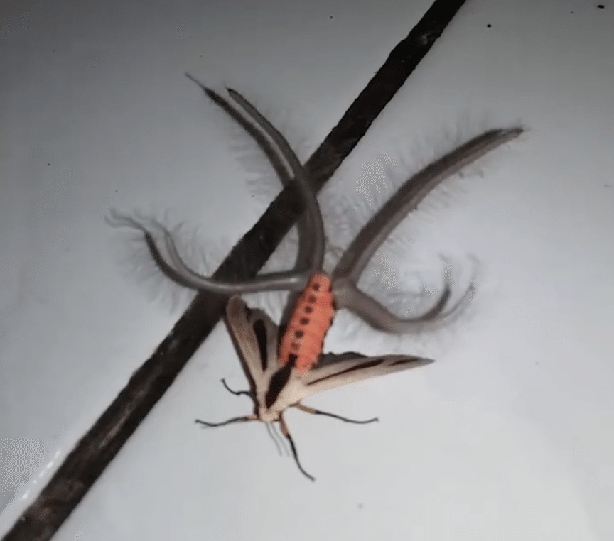 This terrifyingly tentacled moth reminds us that nature is freakier ...