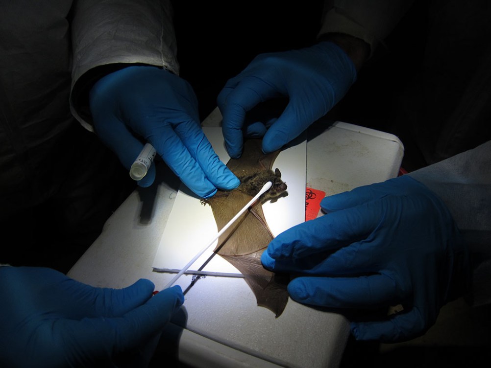 Holy Harp Trap, Batman! The gear researchers use to study bats